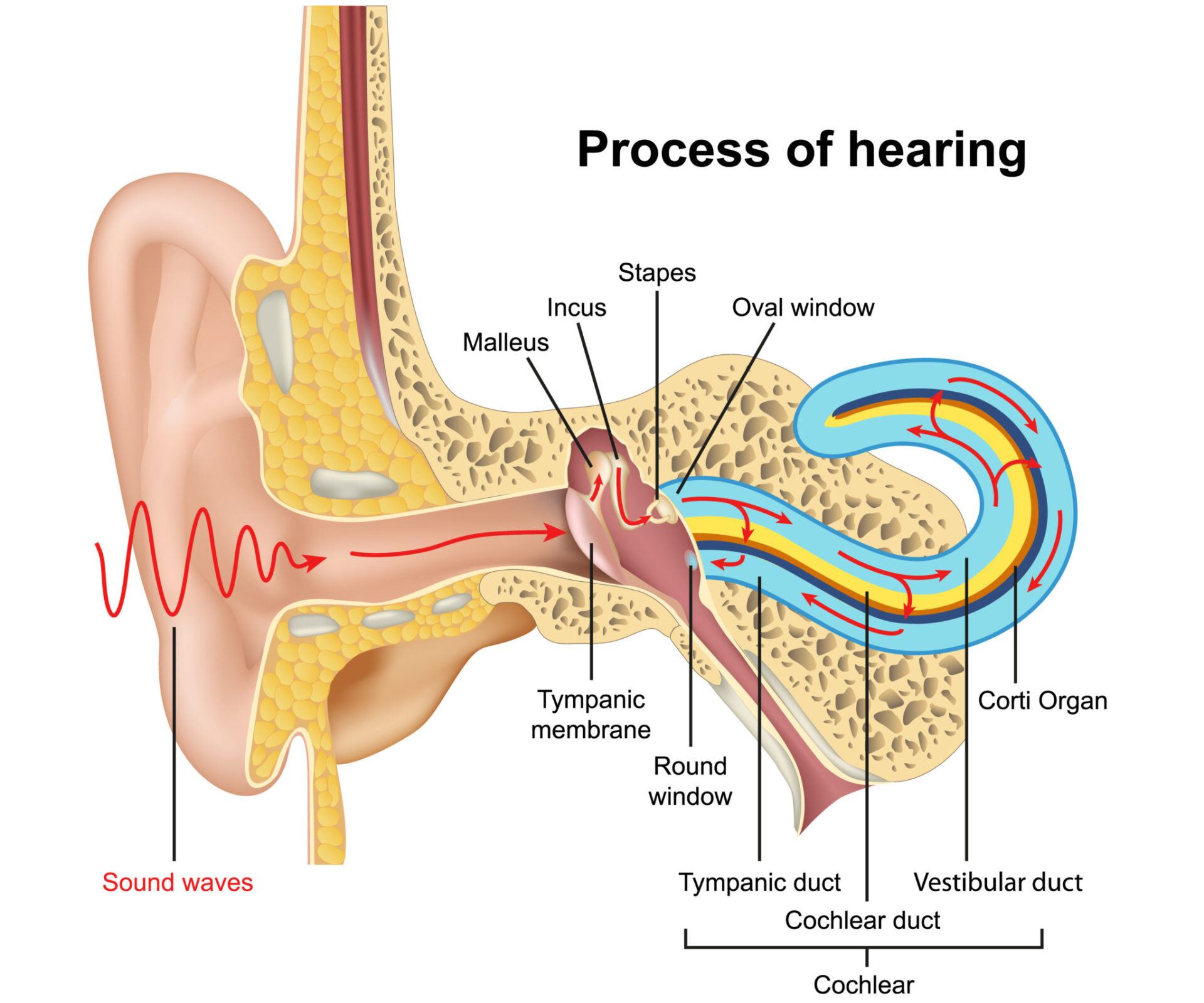 The Sound Economou Hearing Centres The Sound Economou Hearing Centres